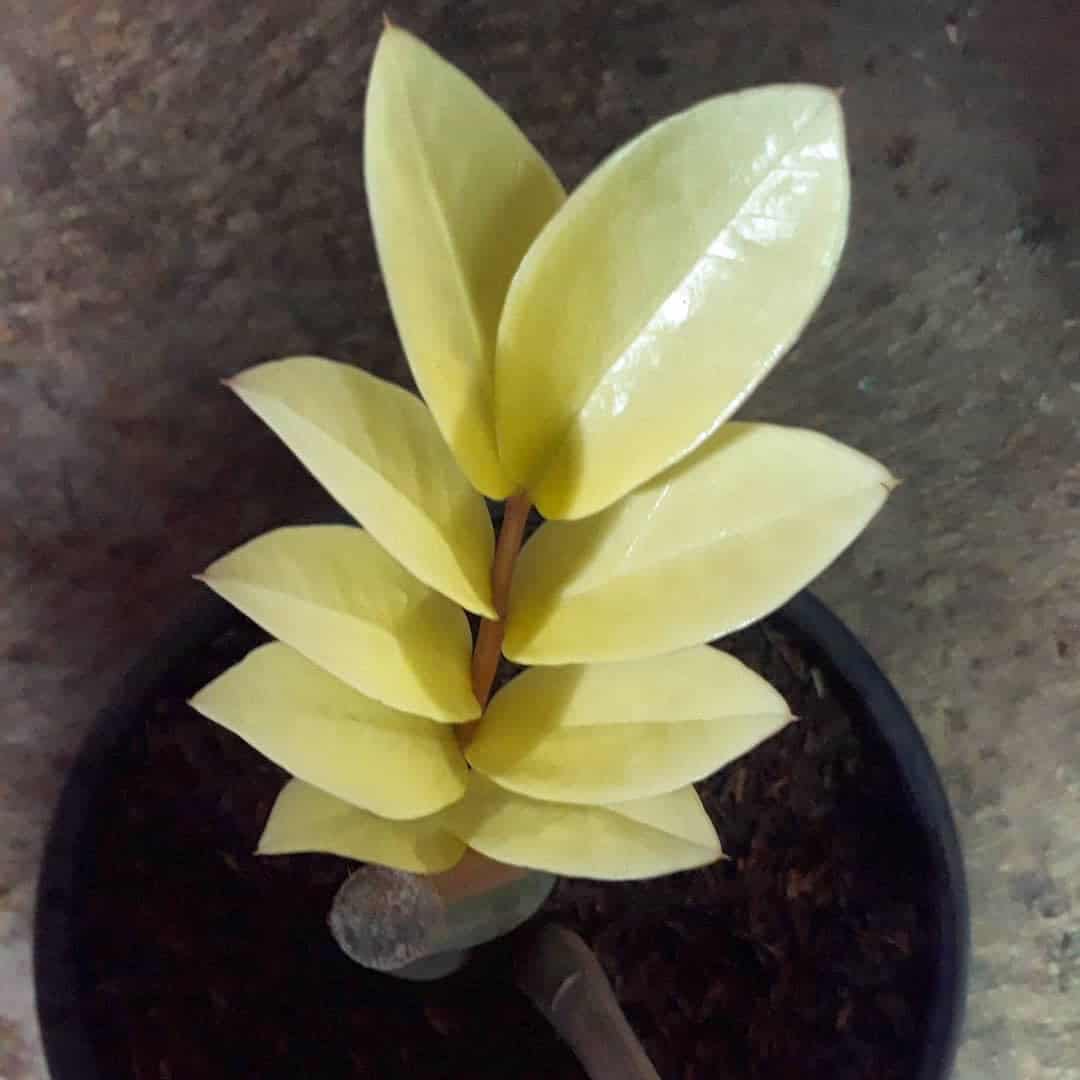 25 Types Of ZZ Plants (With Pictures) | Houseplant Alley
