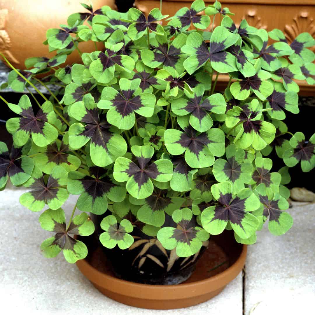 Beginner's Guide To Oxalis Deppei Care | Houseplant Alley
