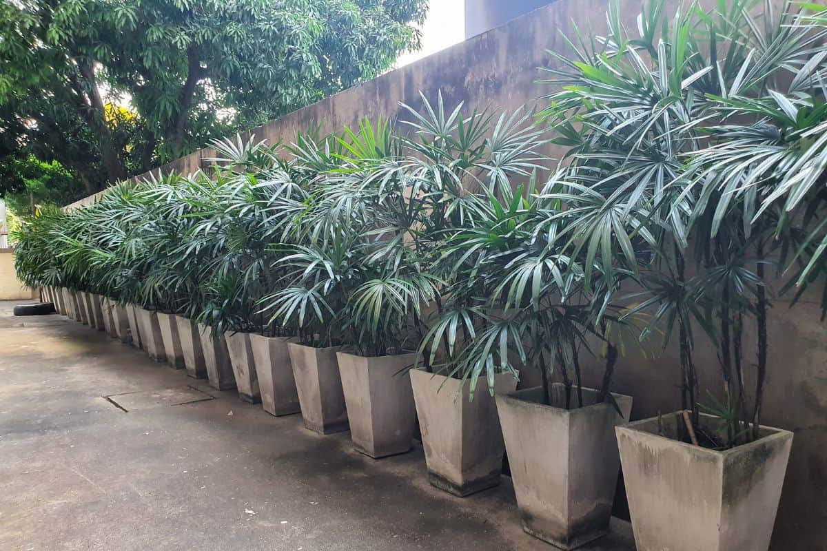 25 Best Tall Plants For Balcony Privacy | Houseplant Alley