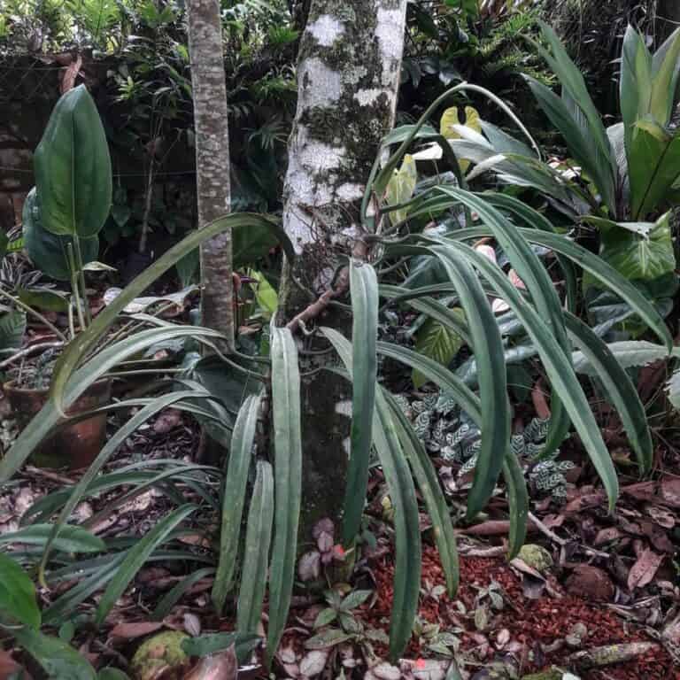 200 Types Of Philodendron Plants (With Pictures) | Houseplant Alley