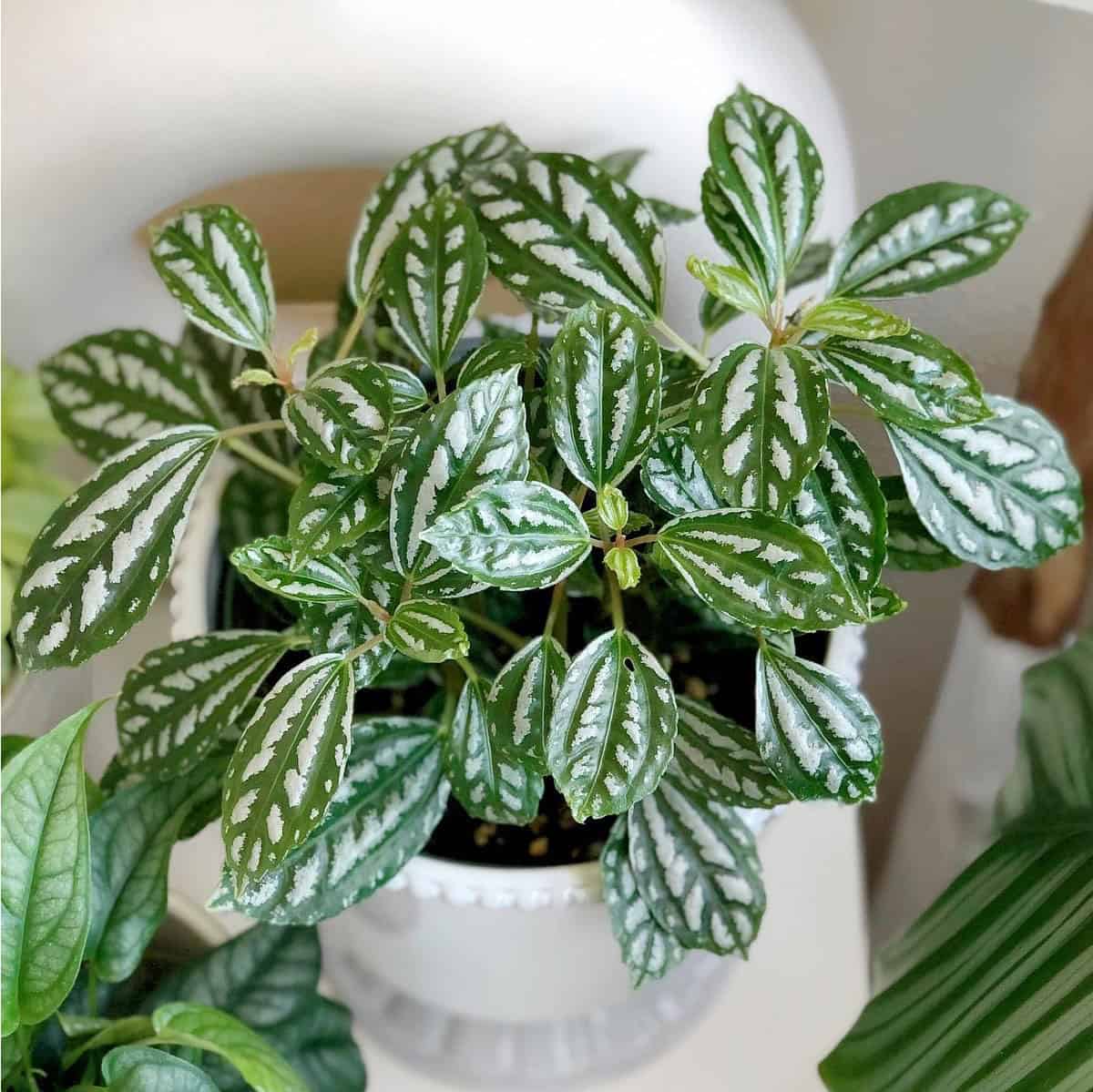 40+ Types Of Pilea Plants (With Pictures) | Houseplant Alley