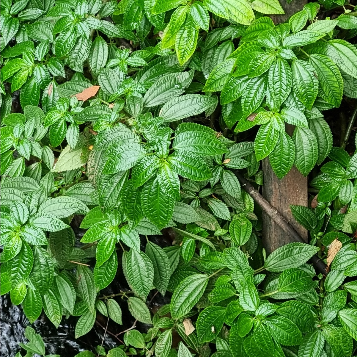 40+ Types Of Pilea Plants (With Pictures) | Houseplant Alley