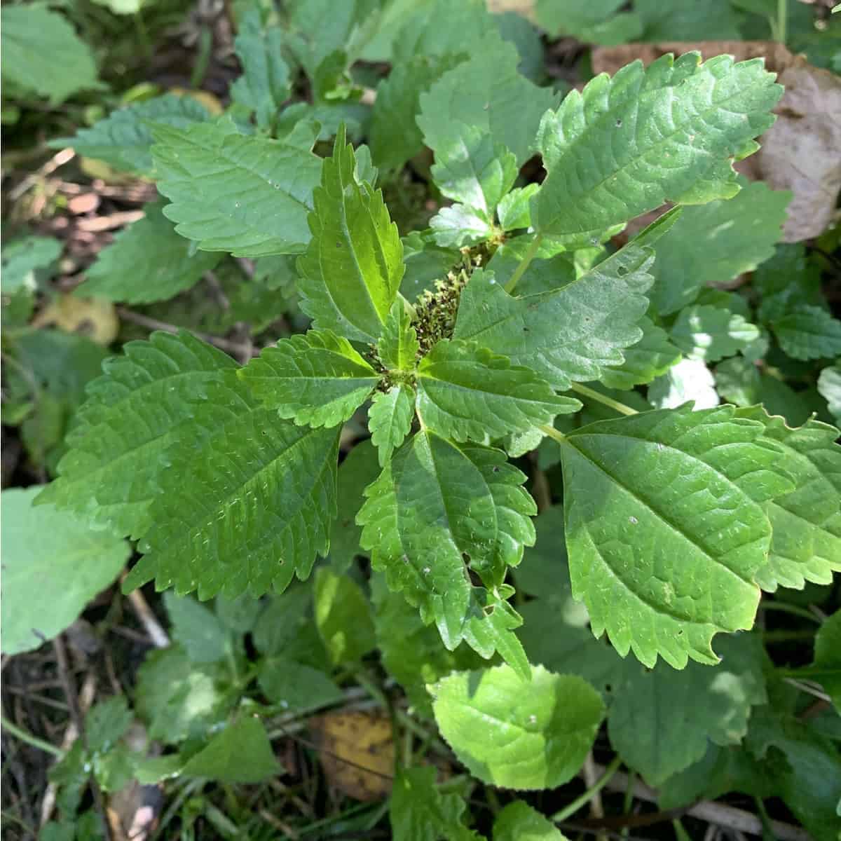 40+ Types Of Pilea Plants (With Pictures) | Houseplant Alley