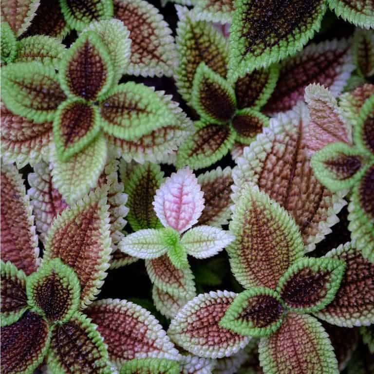 40+ Types Of Pilea Plants (With Pictures) | Houseplant Alley