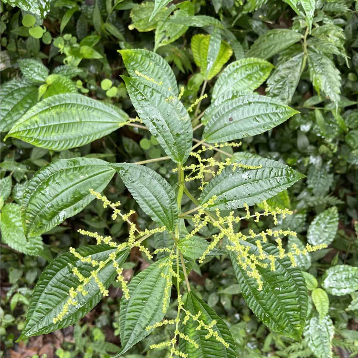 40+ Types Of Pilea Plants (With Pictures) | Houseplant Alley