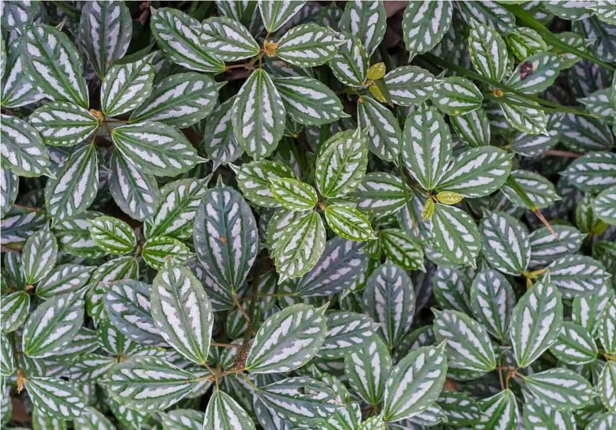 40+ Types Of Pilea Plants (With Pictures) | Houseplant Alley