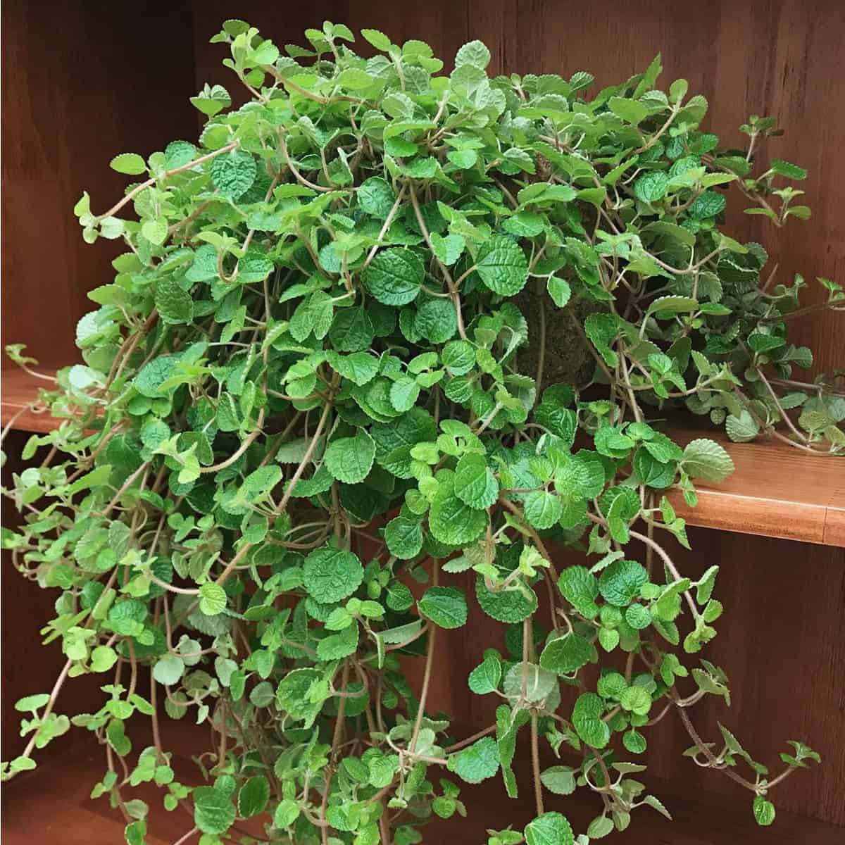 40+ Types Of Pilea Plants (With Pictures) | Houseplant Alley