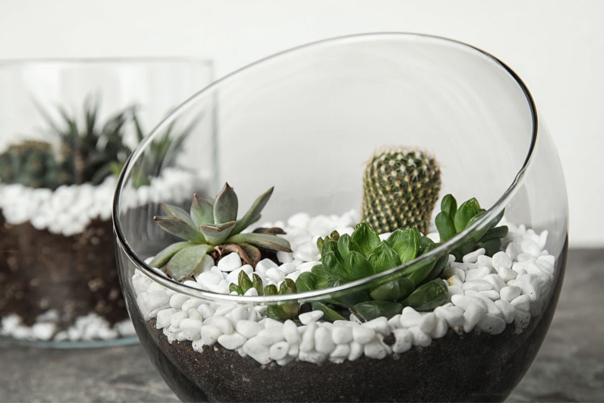 45 Perfect Plants For Open Terrarium | Houseplant Alley