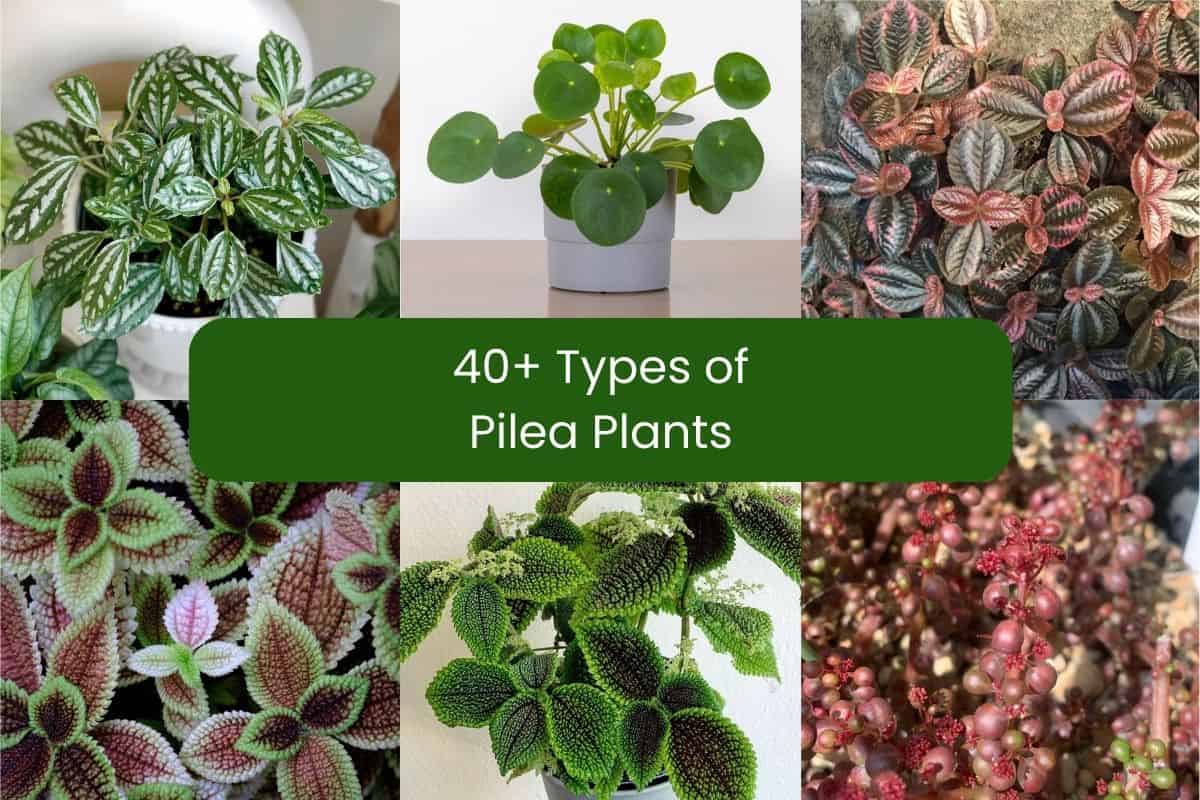40+ Types Of Pilea Plants (With Pictures) | Houseplant Alley