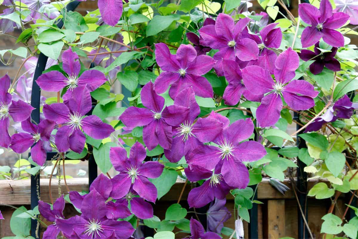 25 Best Trailing Plants For Window Boxes | Houseplant Alley