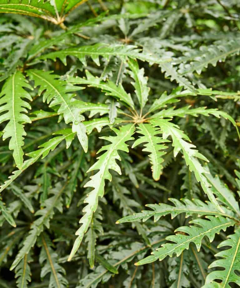 18 Indoor Tree Plants Safe For Cats | Houseplant Alley