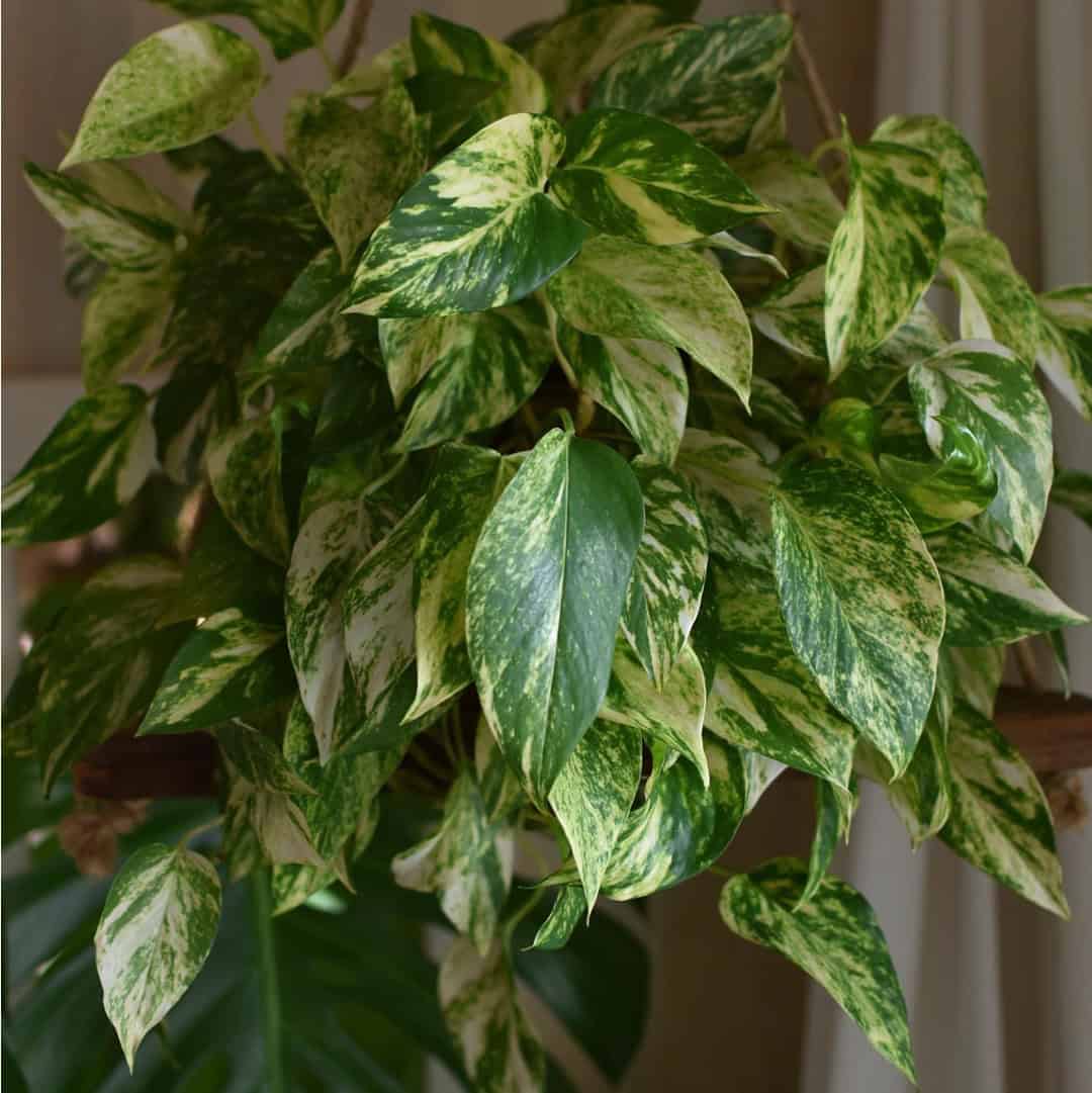 19 Best Indoor Plants For Allergies | Houseplant Alley