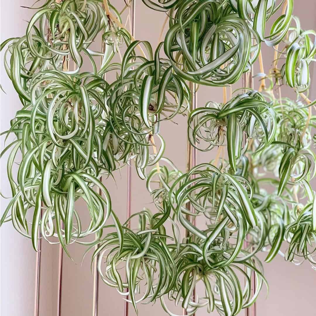 The Ultimate Guide to Low to Zero Light Plants for Your Home ...