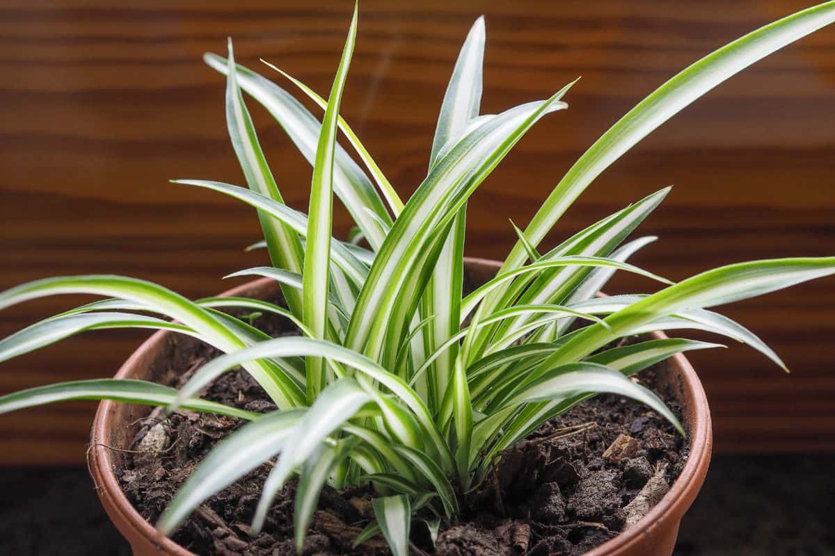 25 Best Live Plants For Reptile Terrarium | Houseplant Alley