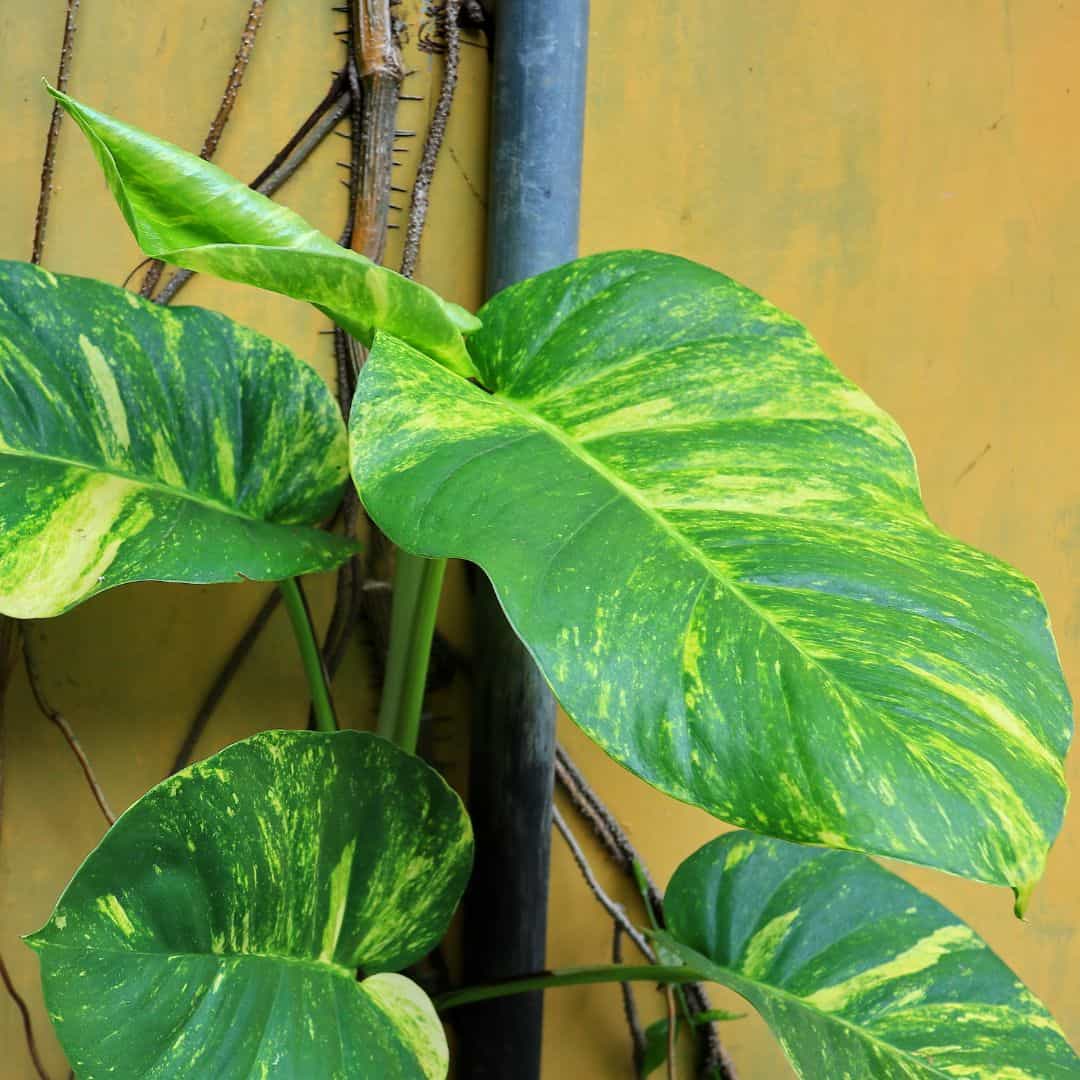 25 Different Types Of Money Plants (With Pictures) | Houseplant Alley