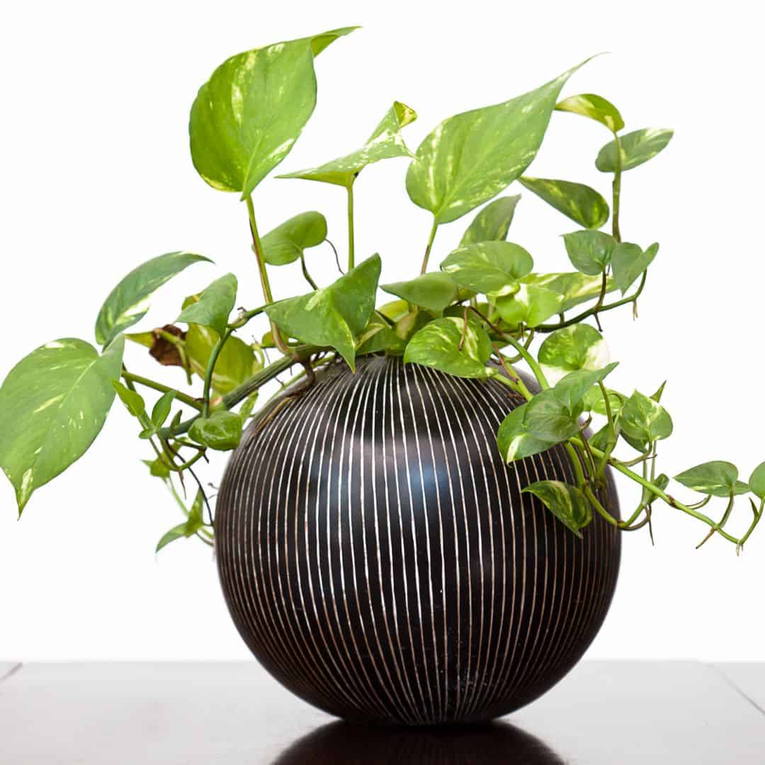 25 Different Types Of Money Plants (With Pictures) | Houseplant Alley