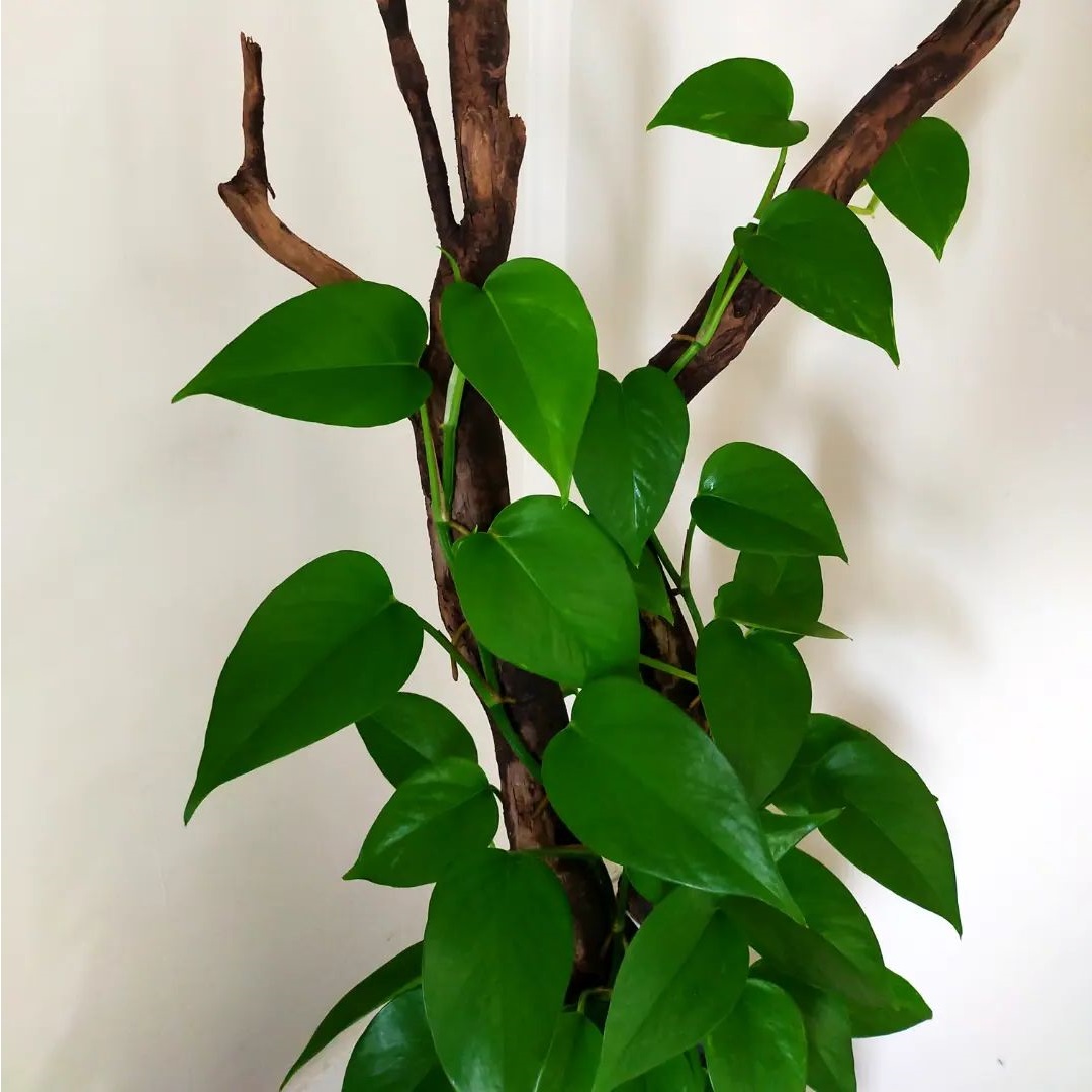 15 Best Types of Pothos to Grow Indoors | Houseplant Alley