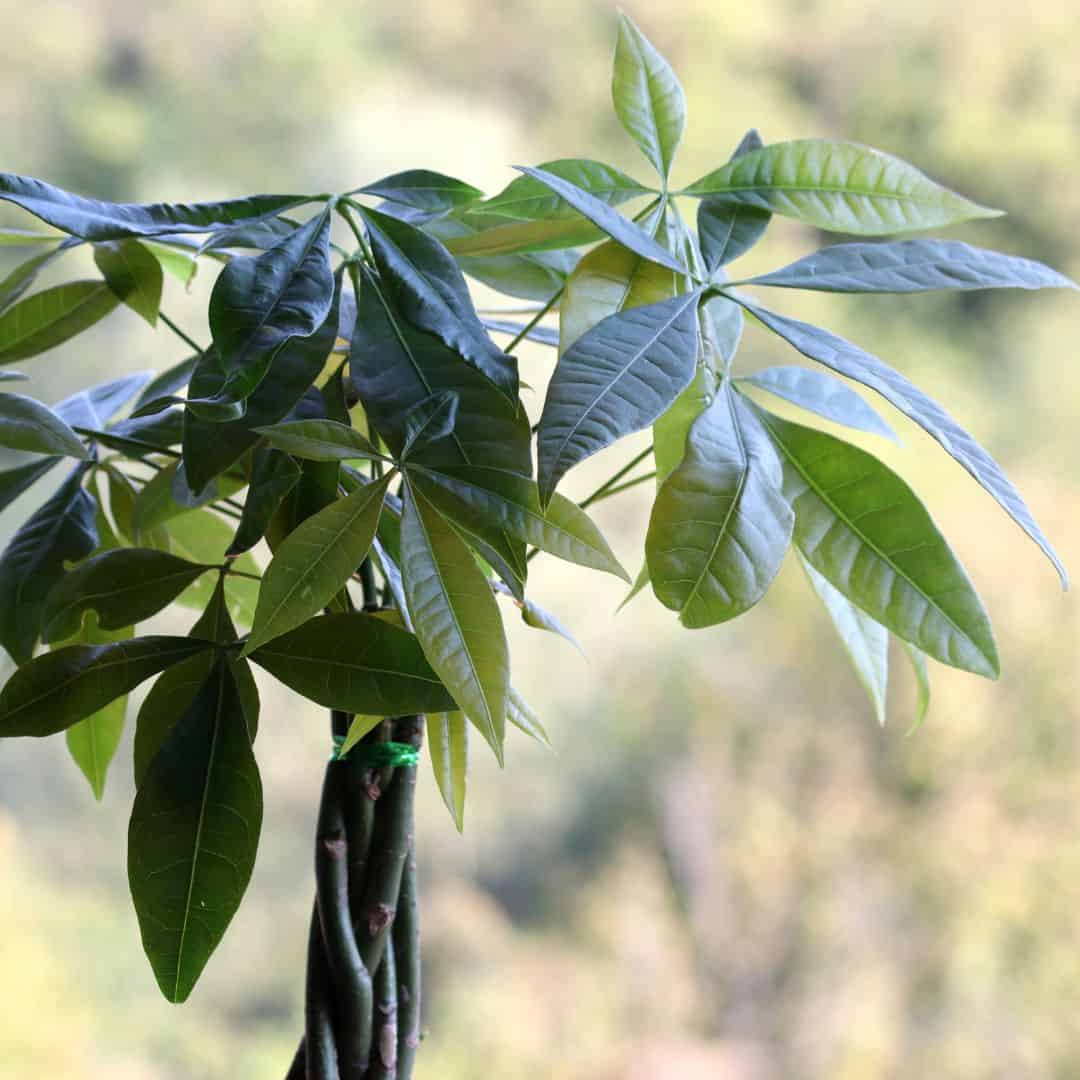 25 Different Types Of Money Plants (With Pictures) | Houseplant Alley