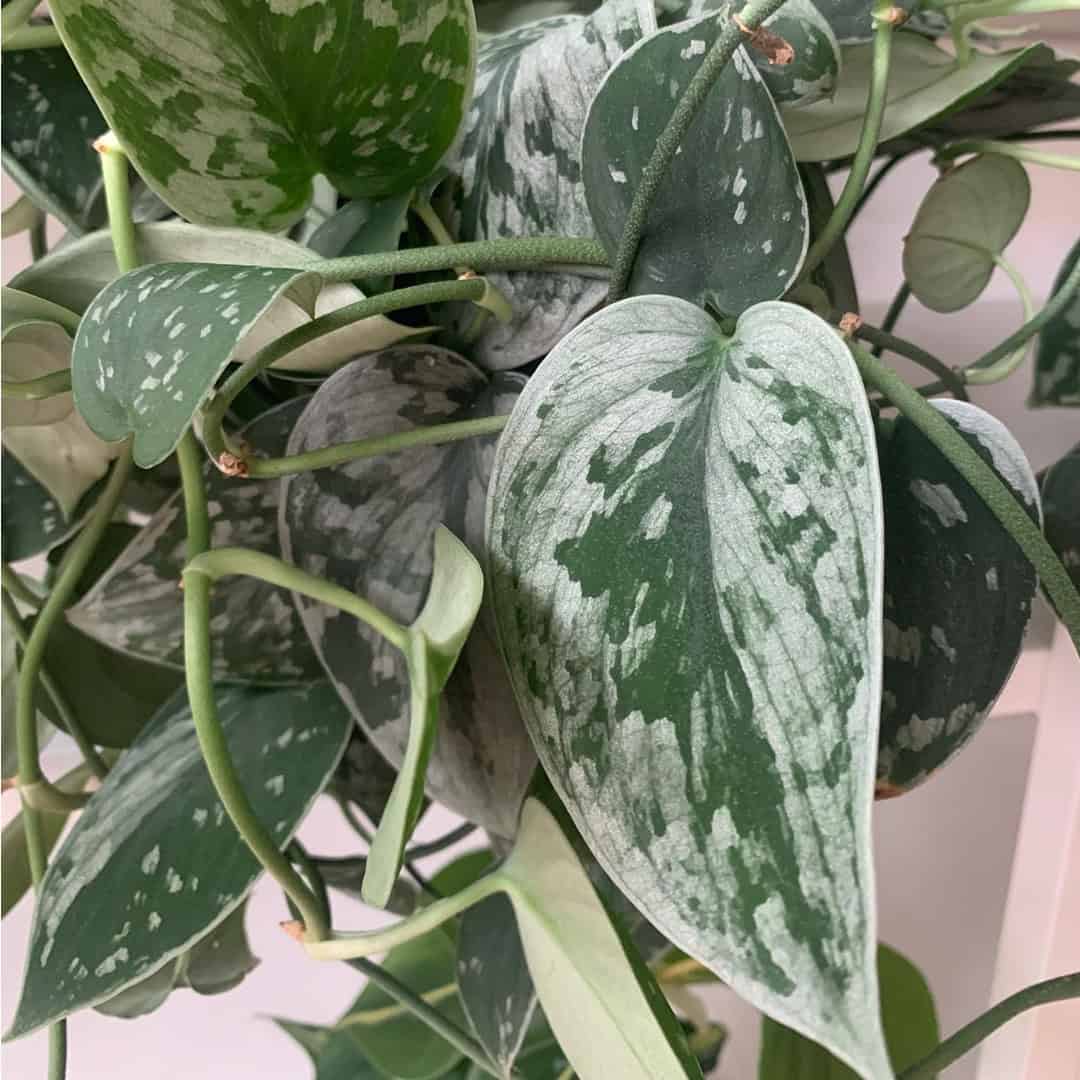 15 Best Types of Pothos to Grow Indoors | Houseplant Alley