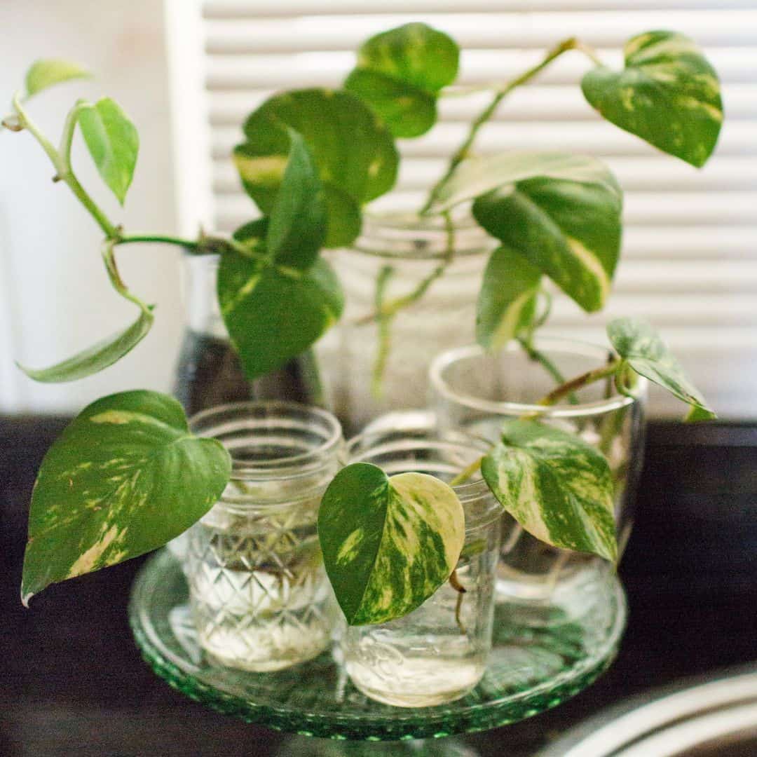 How to Grow Money Plant in Water: A Comprehensive Guide | Houseplant Alley