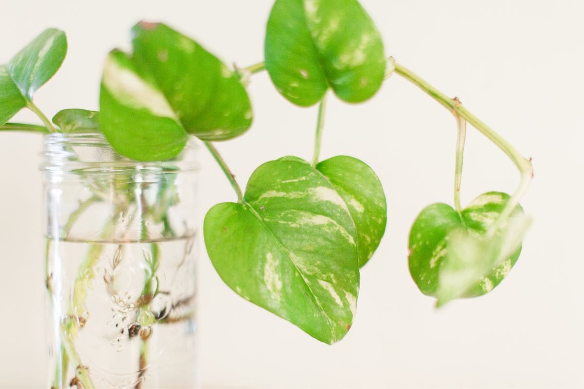 25 Different Types Of Money Plants (With Pictures) | Houseplant Alley