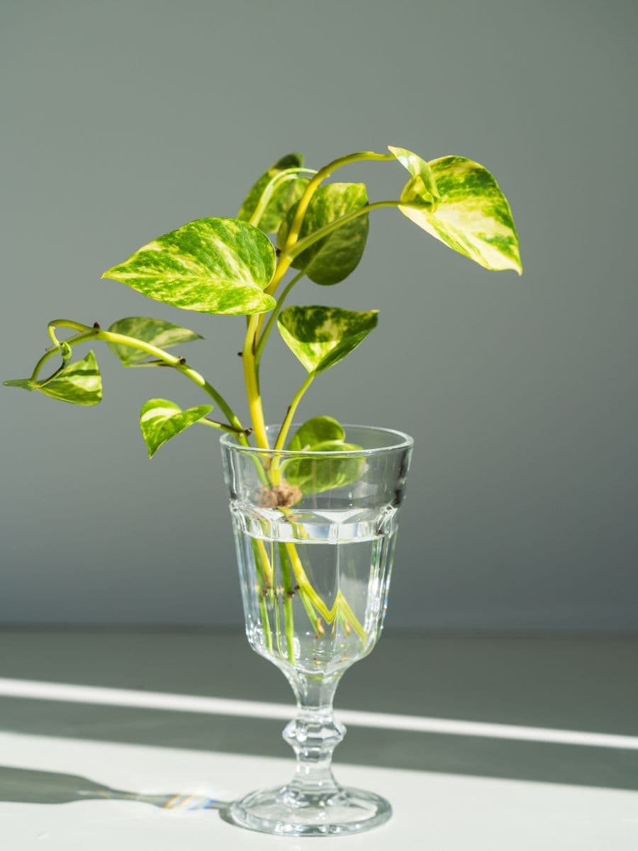 How to Grow Money Plant in Water: A Comprehensive Guide | Houseplant Alley
