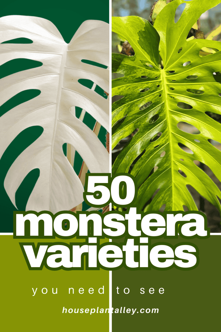 50 Different Types Of Monstera (With Pictures) | Houseplant Alley