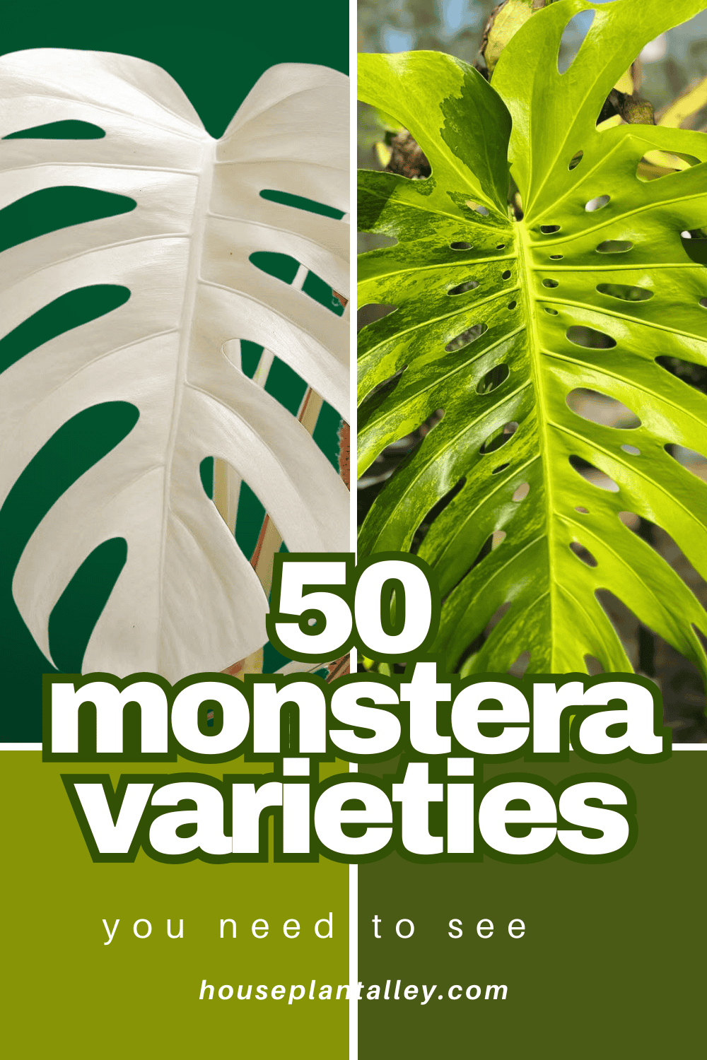 50 Different Types Of Monstera (With Pictures) | Houseplant Alley