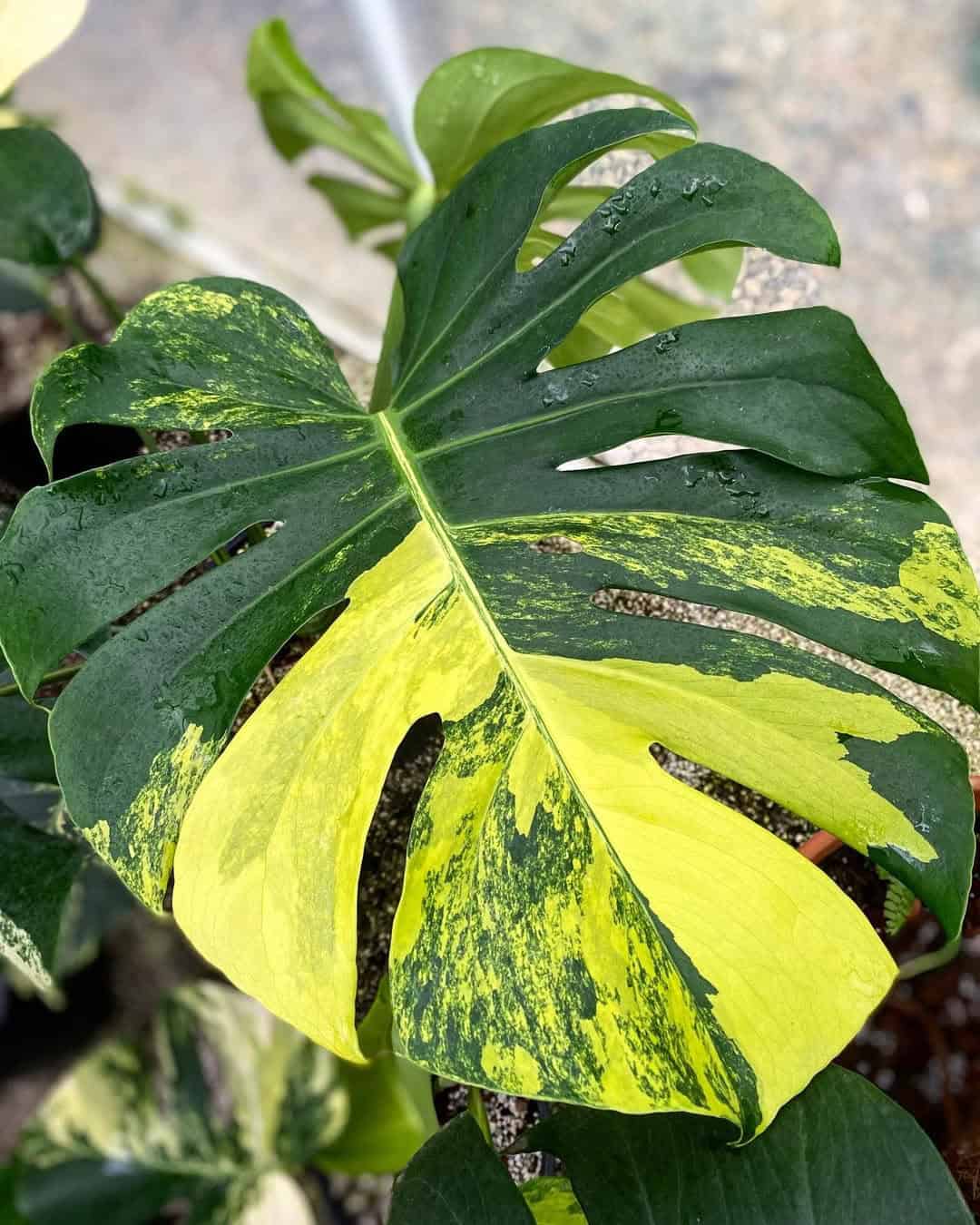 50 Different Types Of Monstera (With Pictures) | Houseplant Alley