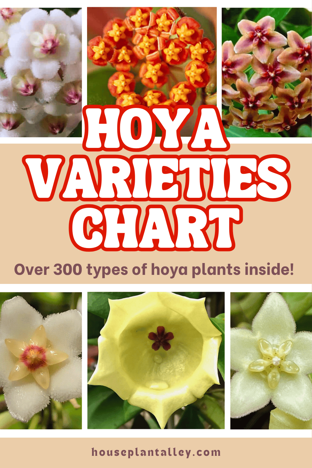 300 Hoya Species With Names and Pictures | Houseplant Alley