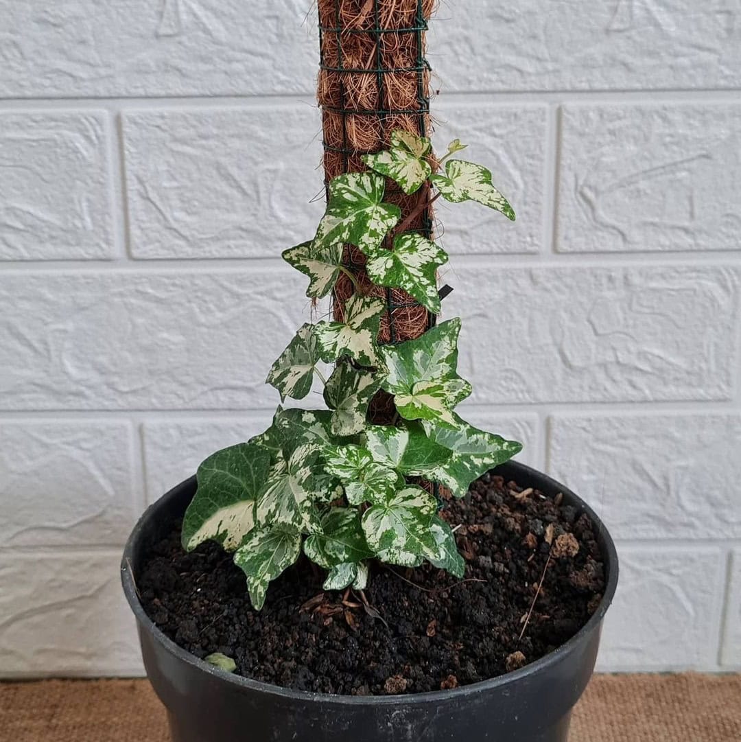 19 Types of Indoor Climbing Plants | Houseplant Alley