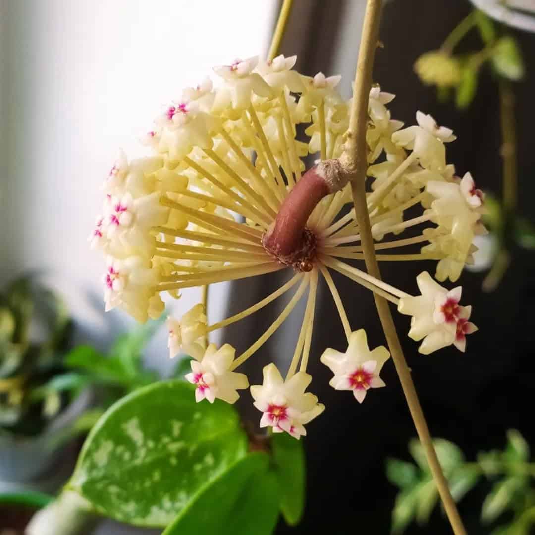 300 Hoya Species With Names and Pictures | Houseplant Alley
