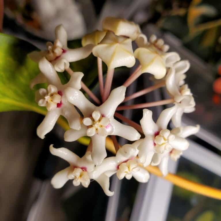 300 Hoya Species With Names and Pictures | Houseplant Alley