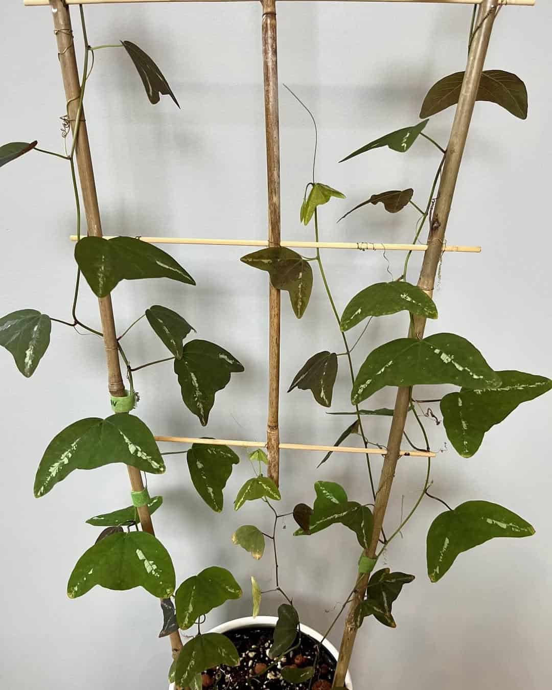 19 Types of Indoor Climbing Plants | Houseplant Alley