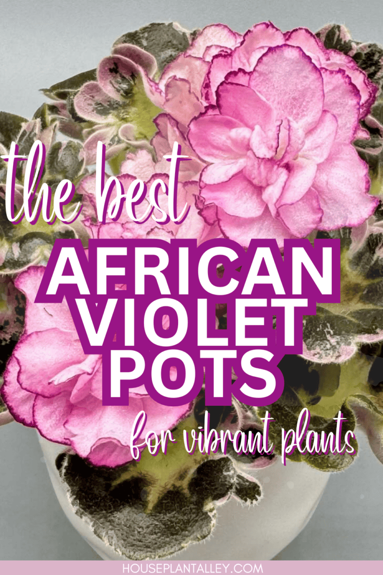 7 Best Pots For African Violets | Houseplant Alley