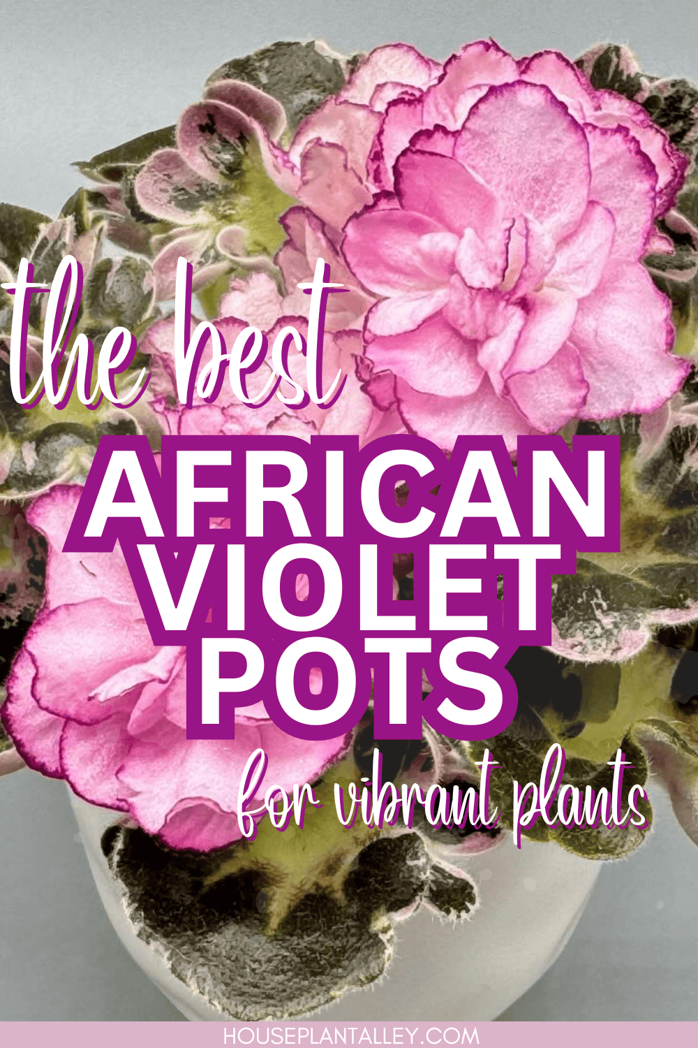 7 Best Pots For African Violets | Houseplant Alley