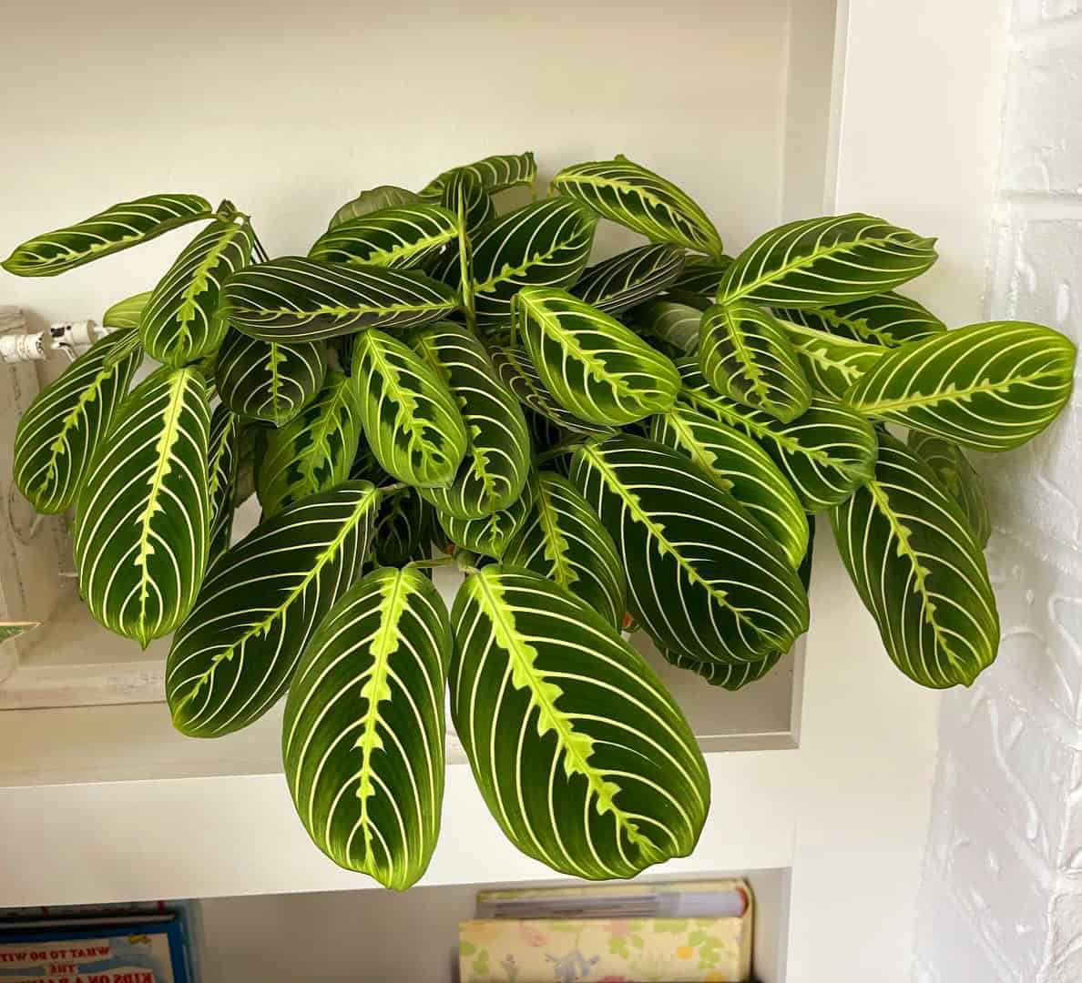 25 Different Types of Indoor Plants | Houseplant Alley