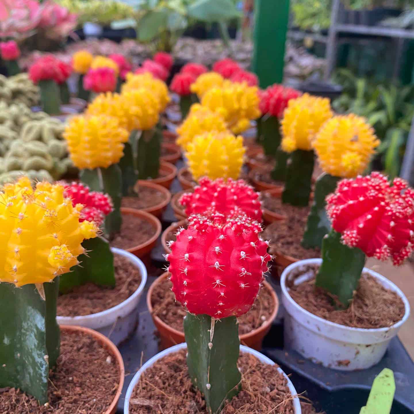 25 Types of Indoor Cactus Plants | Houseplant Alley