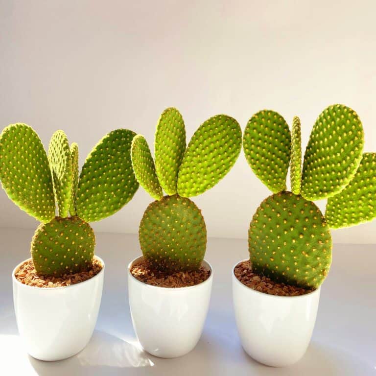 25 Types of Indoor Cactus Plants | Houseplant Alley