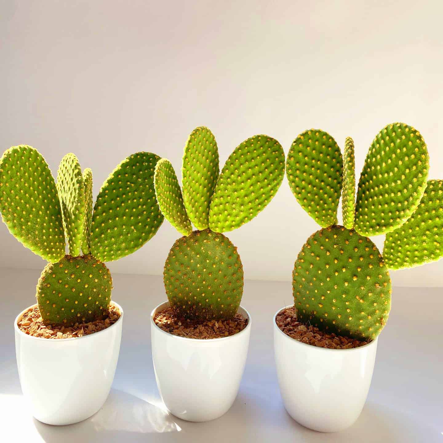 25 Types of Indoor Cactus Plants | Houseplant Alley