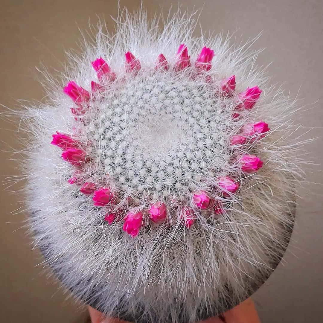 25 Types of Indoor Cactus Plants | Houseplant Alley