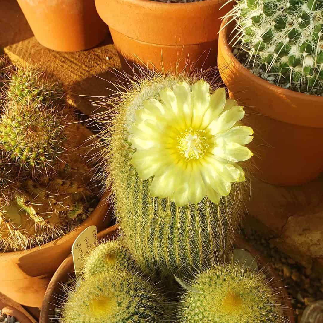 25 Types of Indoor Cactus Plants | Houseplant Alley