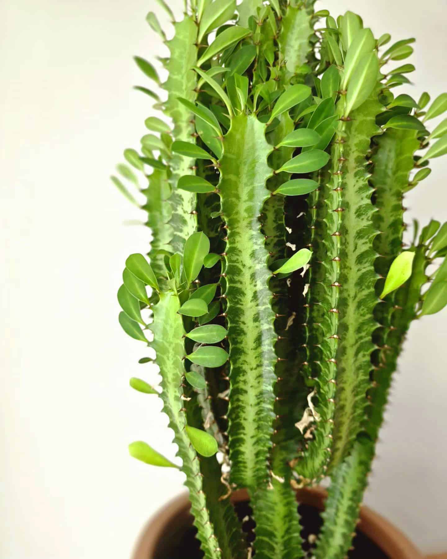 25 Types of Indoor Cactus Plants | Houseplant Alley