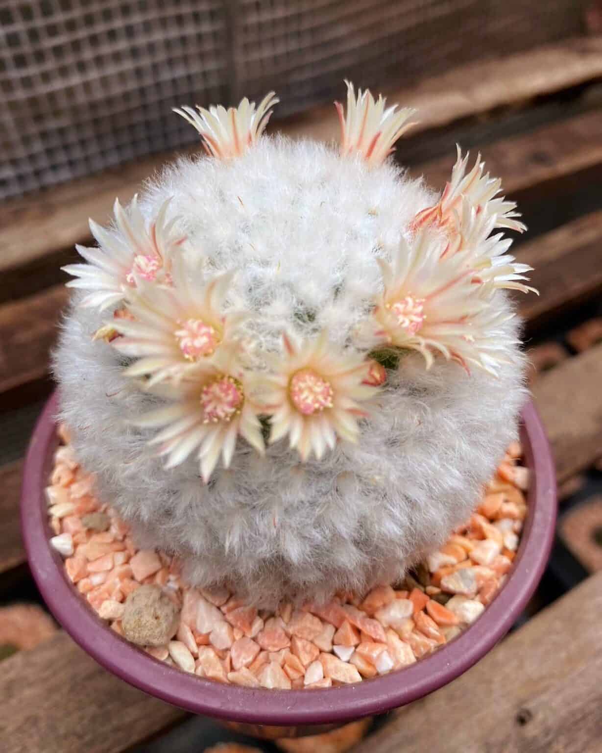 25 Types of Indoor Cactus Plants | Houseplant Alley