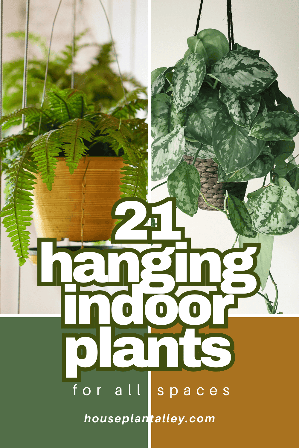 21 Types of Hanging Plants That Thrive Indoors | Houseplant Alley