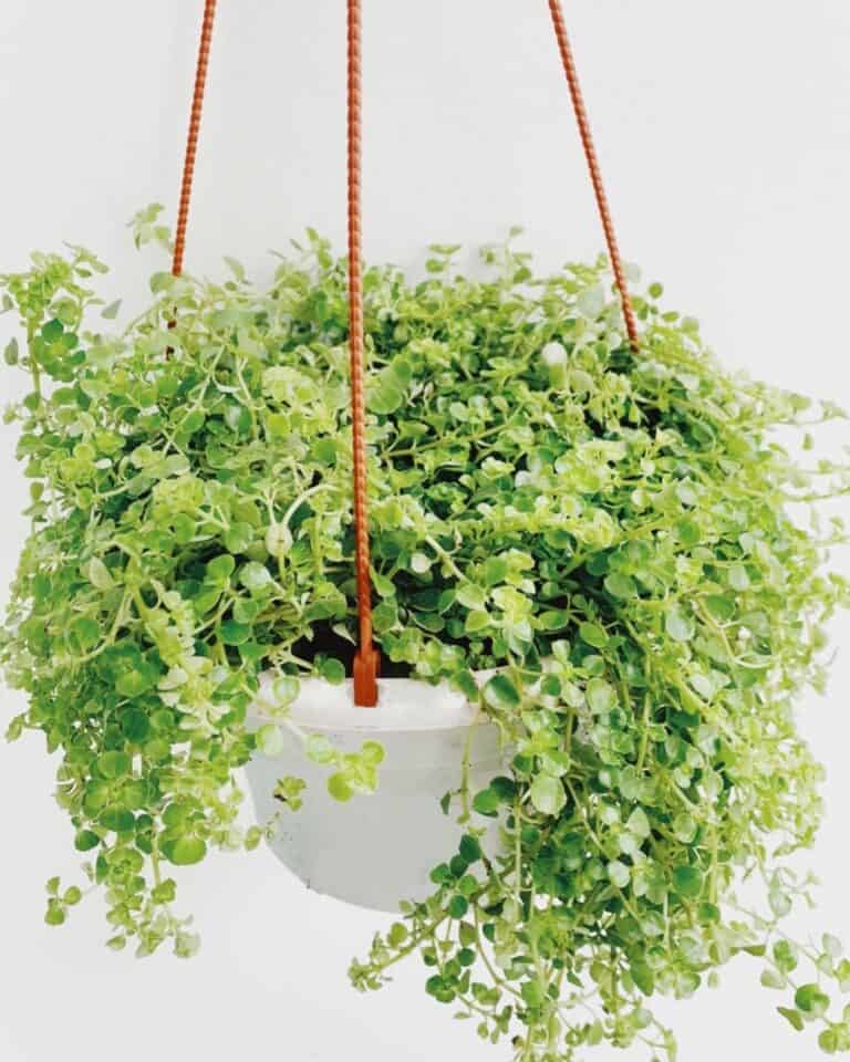 21 Types of Hanging Plants That Thrive Indoors | Houseplant Alley