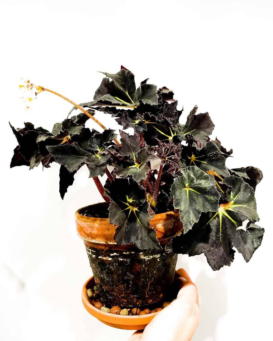 A Guide to Indoor Begonia Plants: Types and Varieties | Houseplant Alley