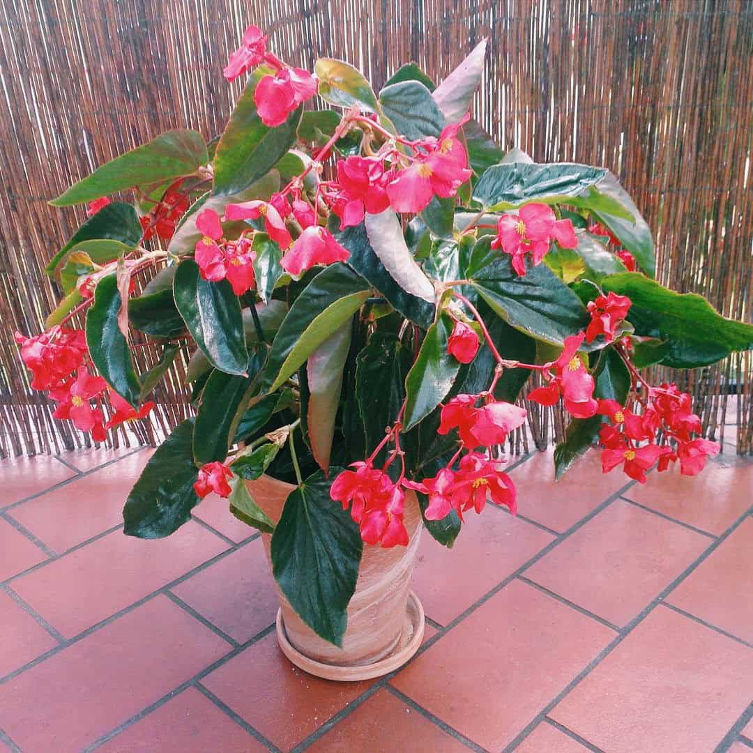 A Guide to Indoor Begonia Plants: Types and Varieties | Houseplant Alley