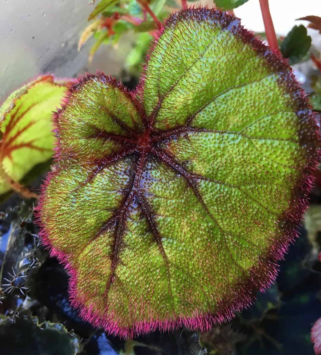 A Guide to Indoor Begonia Plants: Types and Varieties | Houseplant Alley