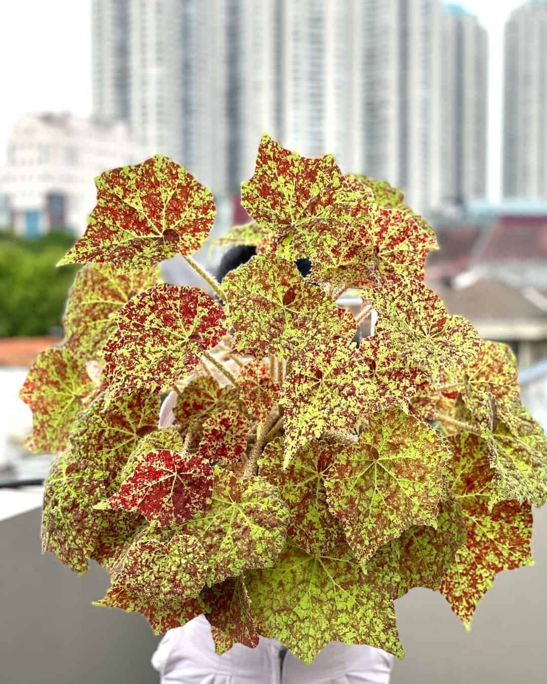 A Guide to Indoor Begonia Plants: Types and Varieties | Houseplant Alley